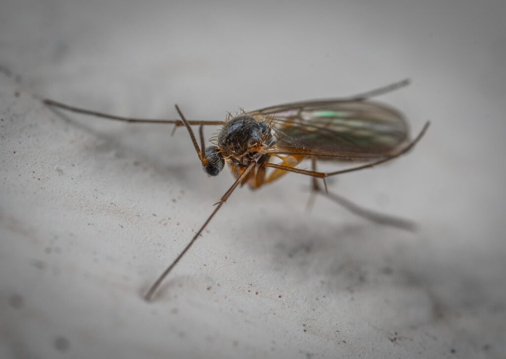 How to Get Rid of Gnats: The Ultimate Gnat Eviction Manual - TipsMatic